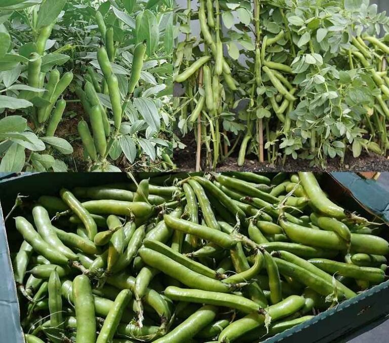 Broad Beans Vegetable Benefits: This vegetable will turn bones into ...